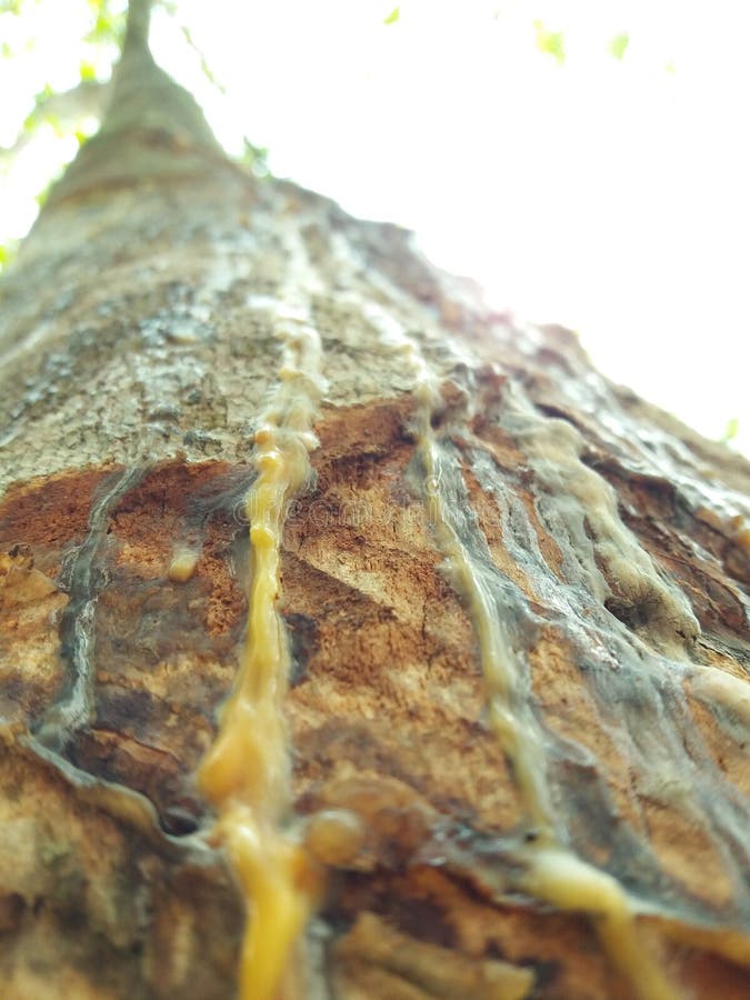 Bark Of Rubber Tree Seed On Rubber Tree Seeds, Hevea Brasiliensis Seeds ...