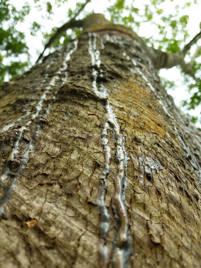 Rubber Tree bark pattern stock photo. Image of rubber - 148293230