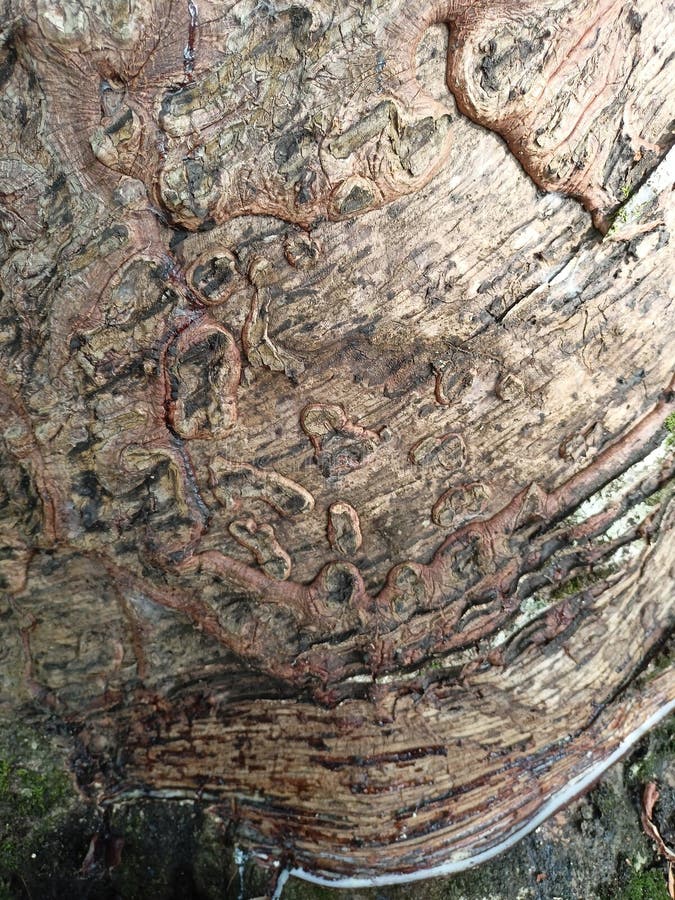Rubber Tree Bark after Tapping Stock Image - Image of carving, geology ...