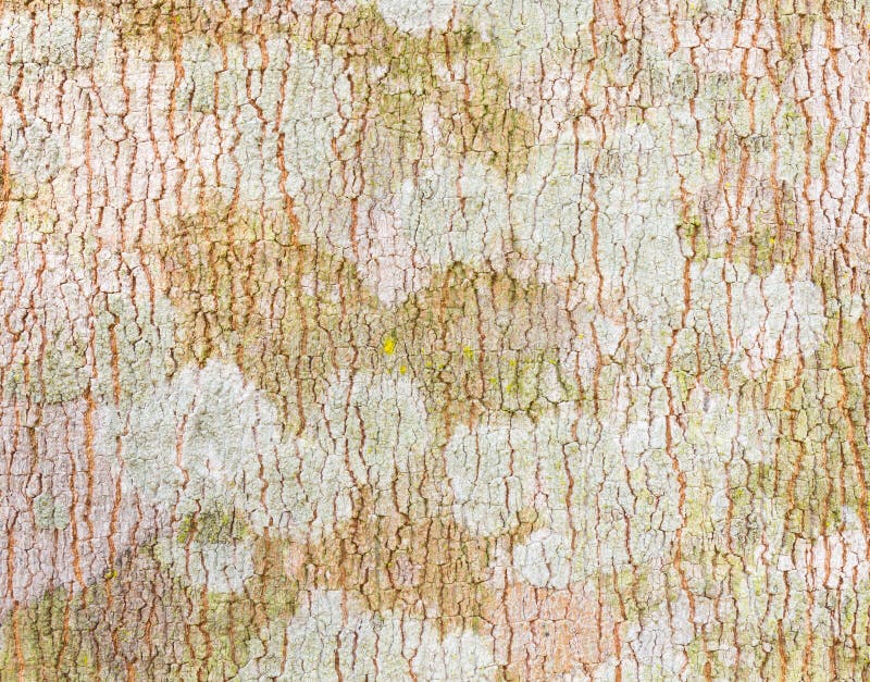 Rubber Tree Bark Texture Background 2 Stock Image - Image of immemorial ...