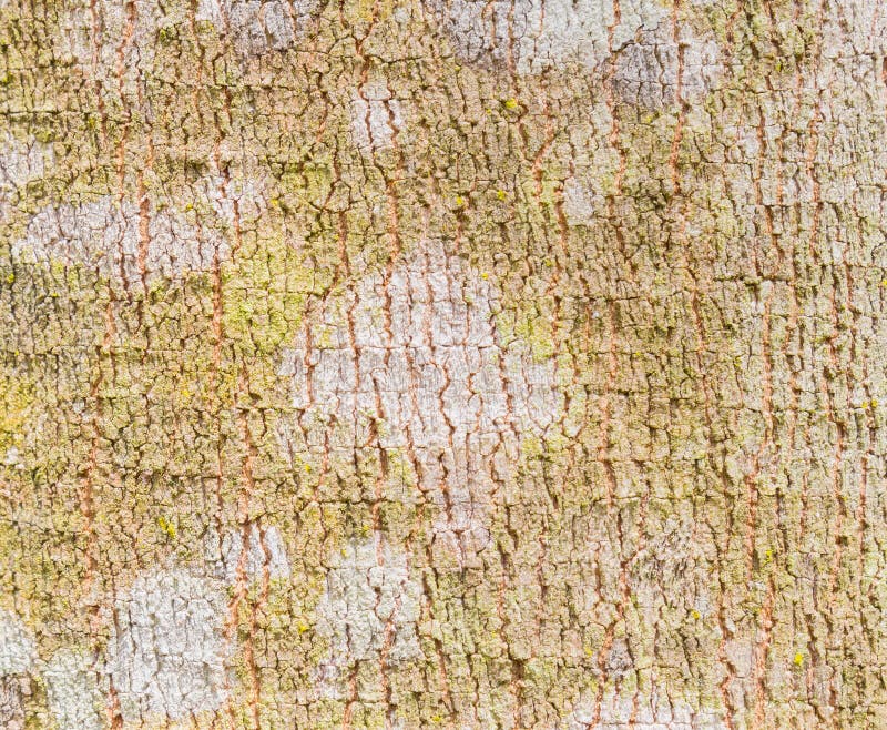 Rubber Tree Bark Texture Background 4 Stock Photo - Image of outworn ...