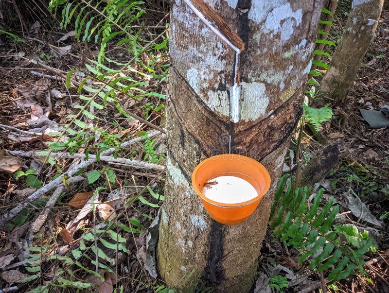 Rubber Tree and Bowl Filled with Latex Stock Photo - Image of botanical ...
