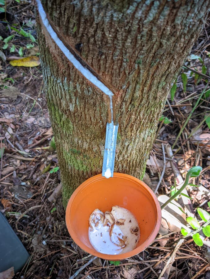 Rubber Tree and Bowl Filled with Latex Stock Image - Image of floral ...