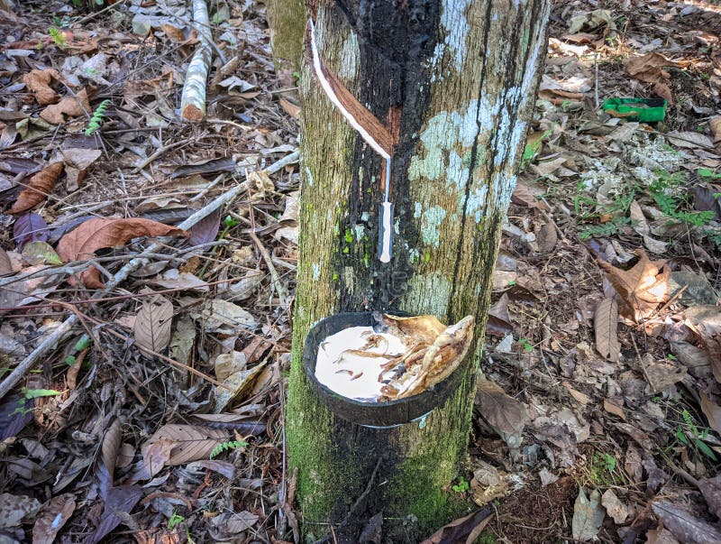 Rubber Tree and Bowl Filled with Latex. Stock Image - Image of botany ...