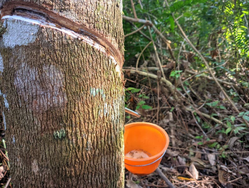 Rubber Tree and Bowl Filled with Latex Stock Photo - Image of botanical ...