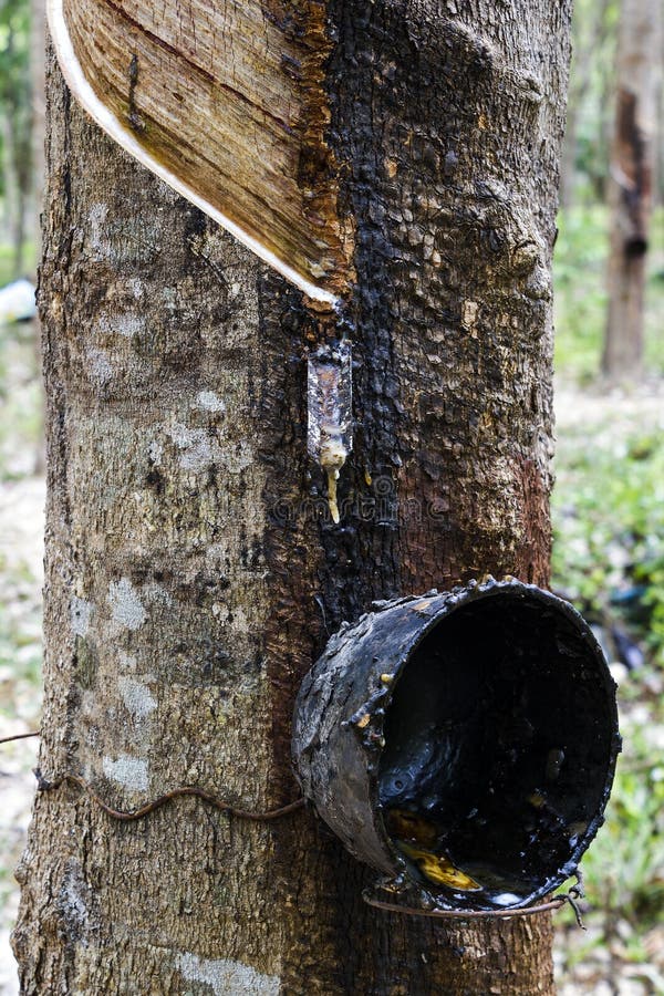 Rubber Tree for Cut in Garden Stock Image - Image of stick, bark: 53031195