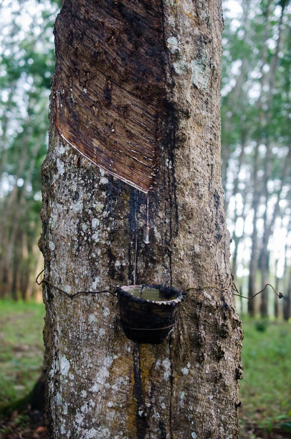 Rubber tree stock image. Image of forest, agriculture - 36617105
