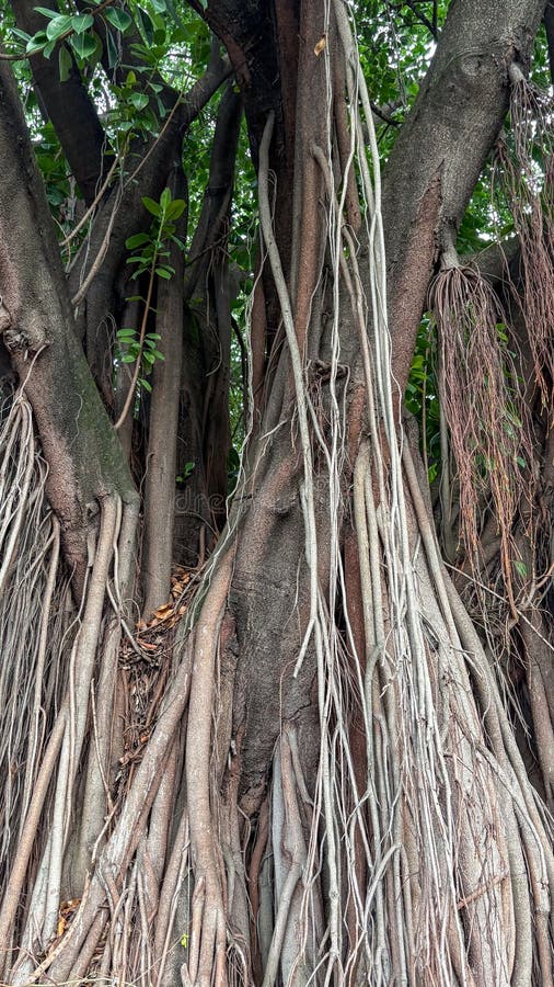Rubber Tree External Roots Stock Photos - Free & Royalty-Free Stock ...