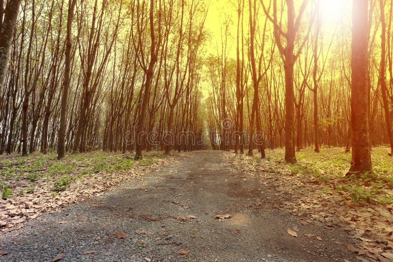 Rubber tree farm stock photo. Image of trunk, thailand - 110114552
