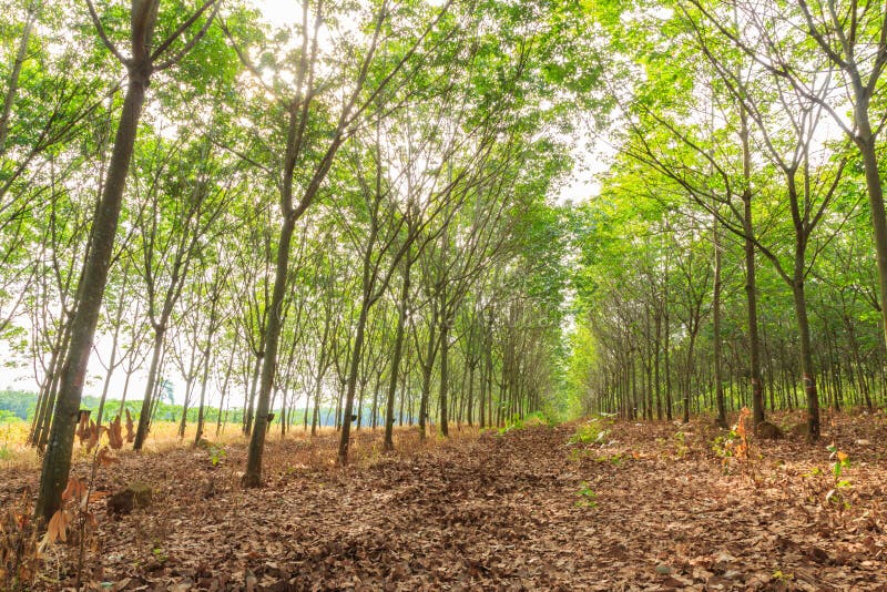 Rubber tree stock photo. Image of white, tropical, produce - 58164968