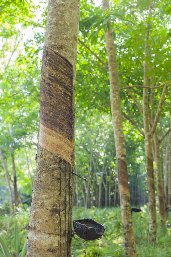 Rubber tree stock image. Image of fresh, farm, crop, lush - 80766195