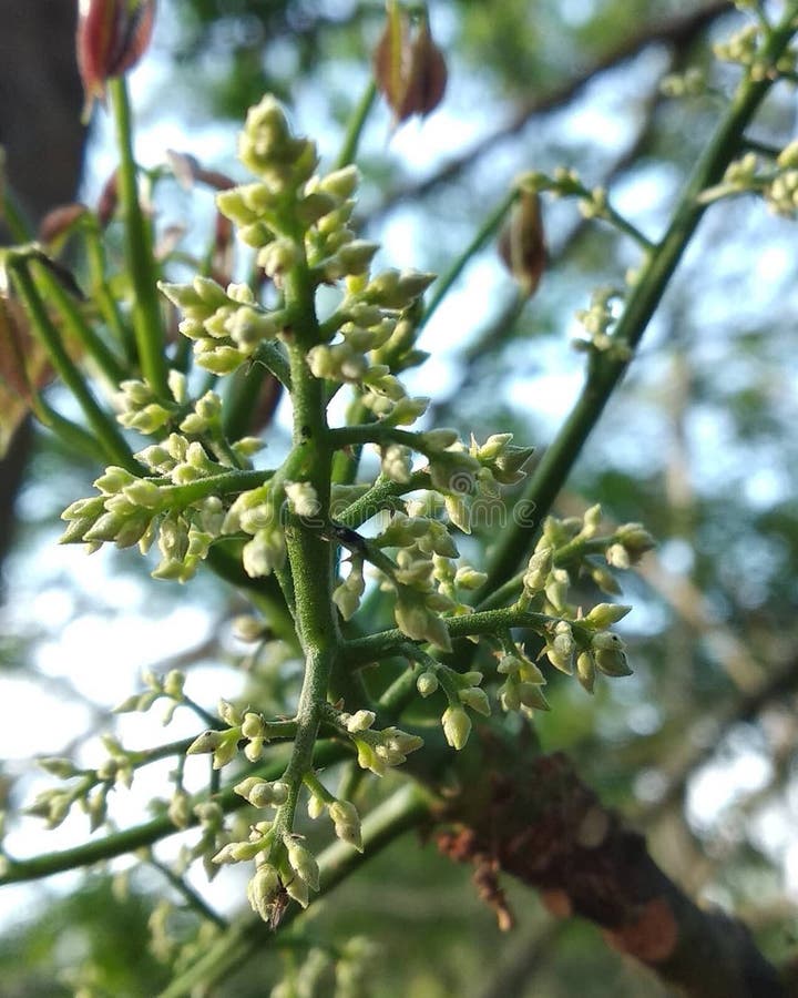 Rubber tree flower stock photo. Image of green, herb - 263839138