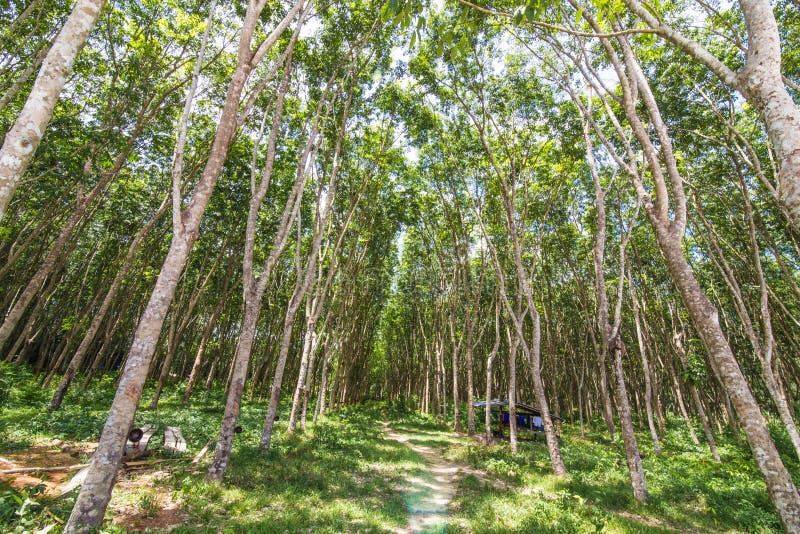 775 Rubber Tree Rain Forest Stock Photos - Free & Royalty-Free Stock ...