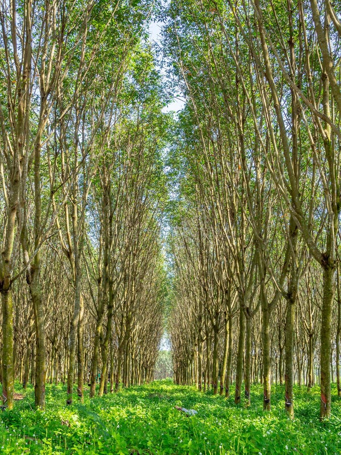 Rubber tree forest stock photo. Image of industry, material - 129343368