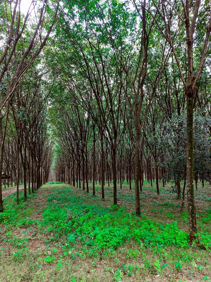 Rubber Tree Forest, Thailand, Asia Life Stock Photo - Image of tree ...