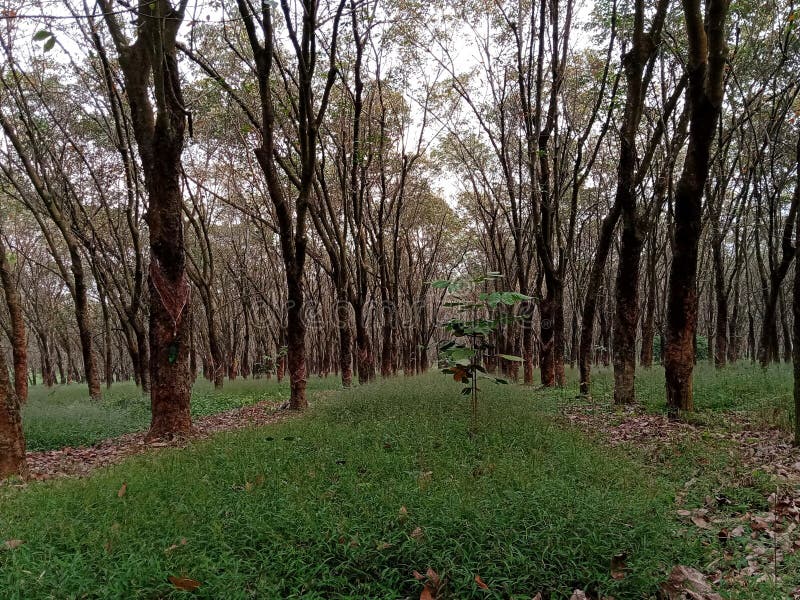 Rubber Tree Forest in the Tropics Stock Photo - Image of forest, rubber ...