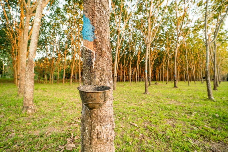 Rubber tree garden stock image. Image of beach, scene - 105465365