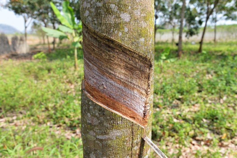 Rubber tree stock image. Image of milk, climate, agriculture - 67407989