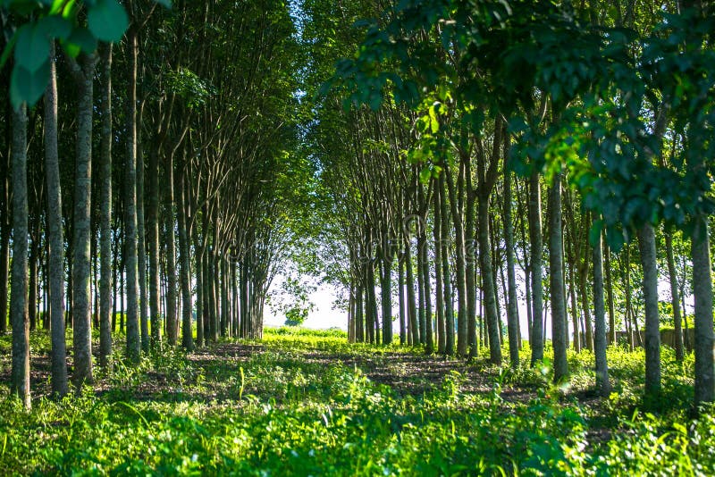 Gum of rubber tree stock photo. Image of rubber, scratches - 1090424