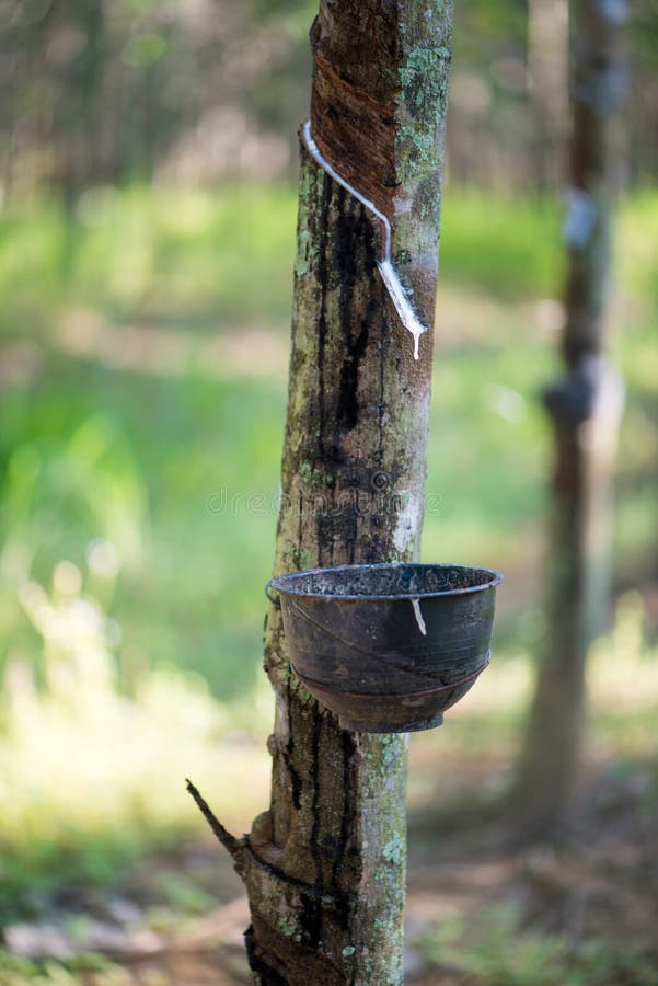 Rubber Tree,Hevea Brasiliensis or Para Stock Image - Image of liquid ...