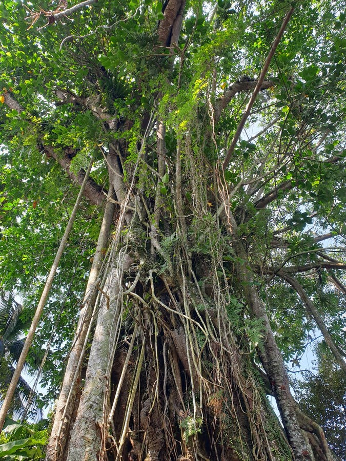 Rubber tree indonesian stock photo. Image of indonesian - 269218314