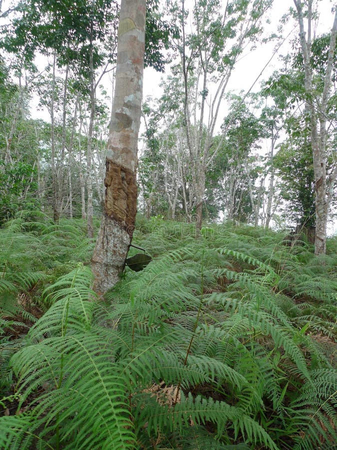 Rubber tree stock photo. Image of forest, flow, asia - 69597402