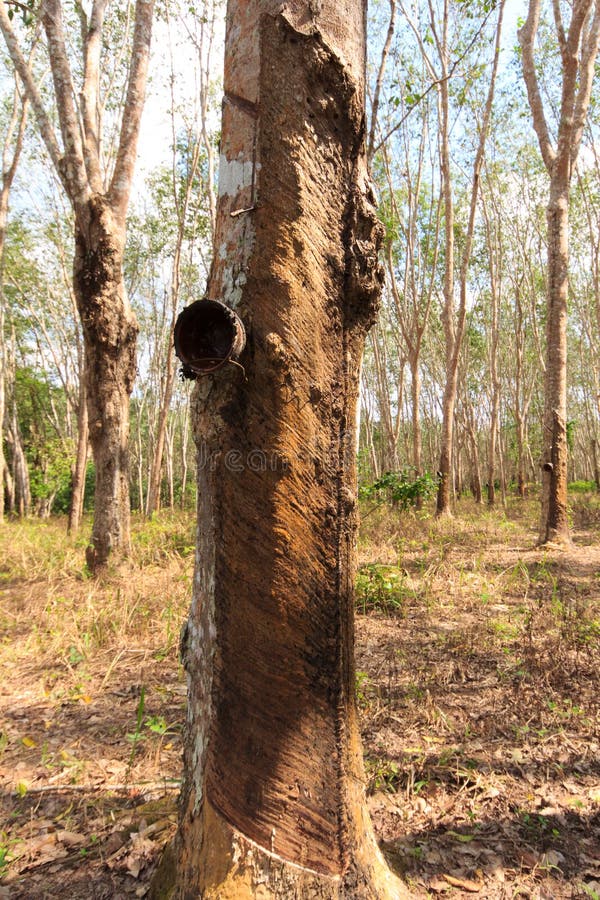 Rubber tree stock photo. Image of plantation, bark, morning - 48615700