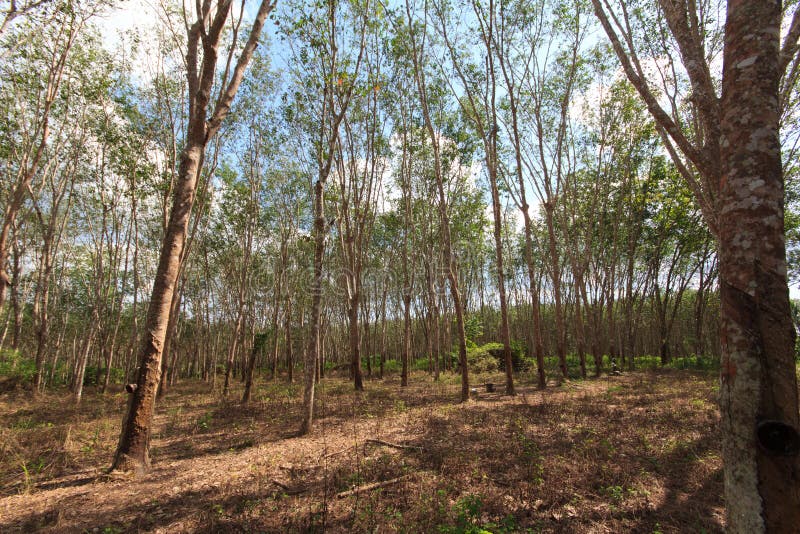Rubber tree stock photo. Image of agriculture, landscape - 48615716