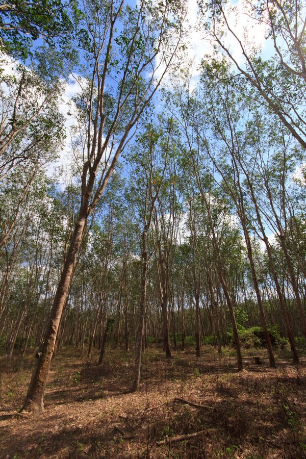 Rubber tree stock photo. Image of bark, growth, branch - 48615720