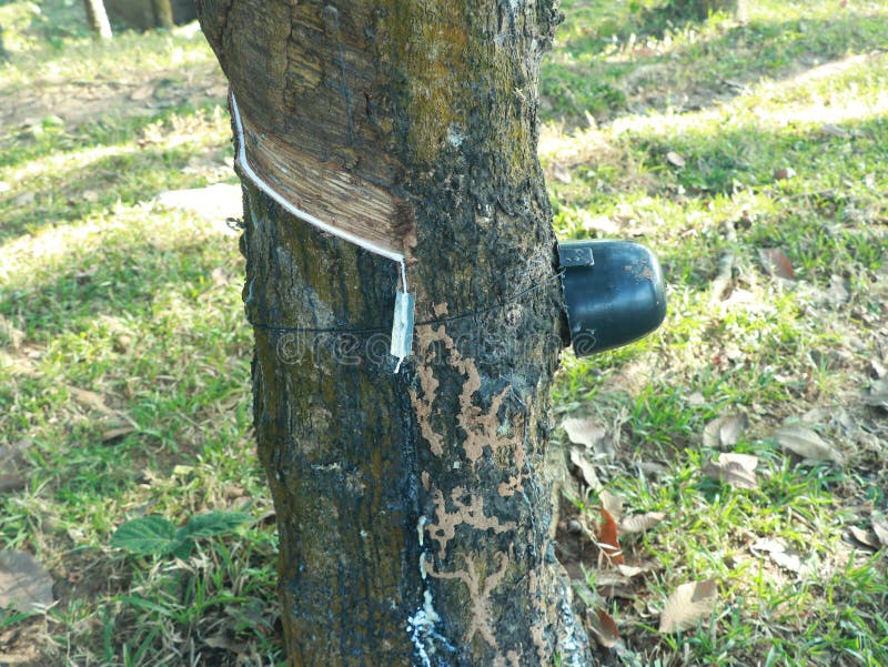 Rubber Tree and Latex Collection Process at Sylhet Stock Photo - Image ...