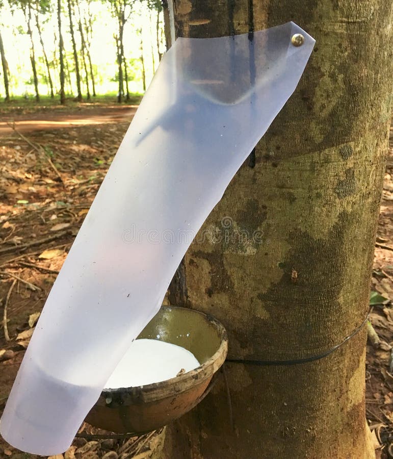 Rubber Tree Natural Latex Extraction Stock Photo - Image of elastic ...