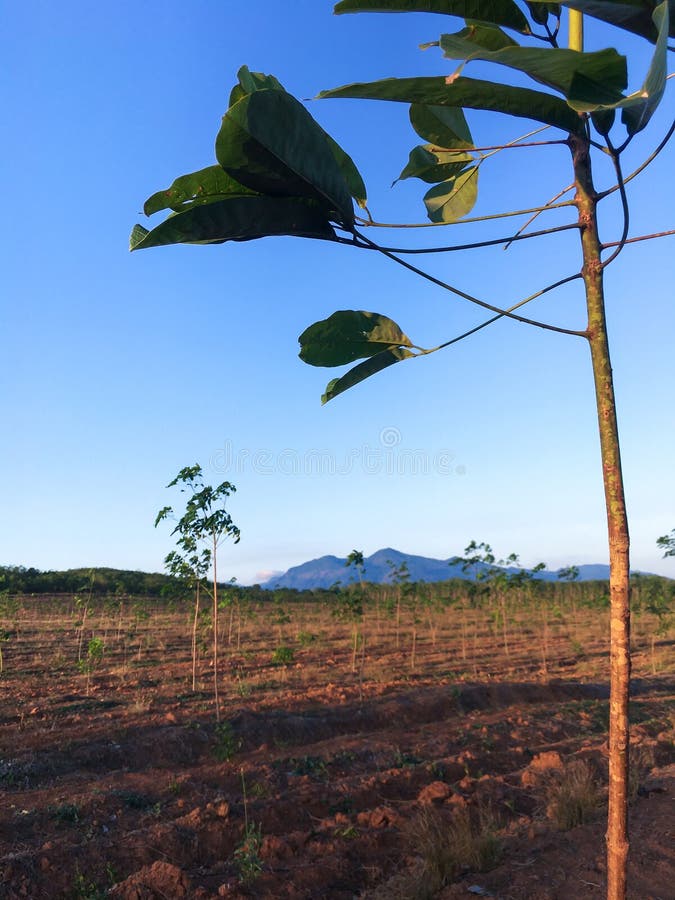 Rubber Tree, Latex Rubber Plantation and Tree Rubber Southern Thailand ...