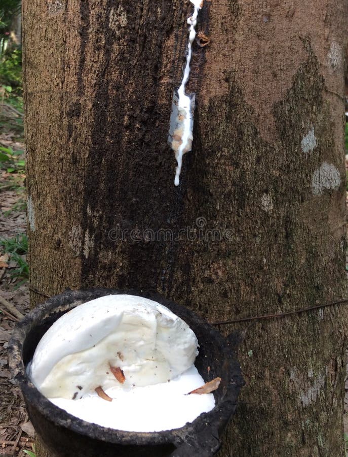 Rubber tree stock image. Image of water, nature, tree - 58594569