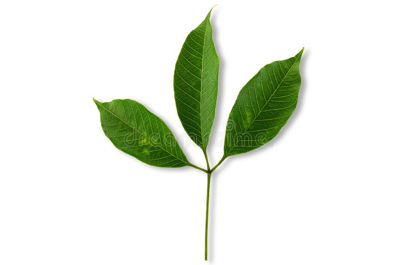 Rubber Tree Leaf on White Background with Clipping Path Stock Image ...