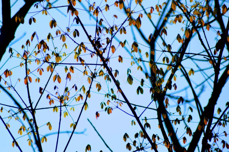 Rubber Tree Leaves Autumn View Stock Photo - Image of plant, blossom ...