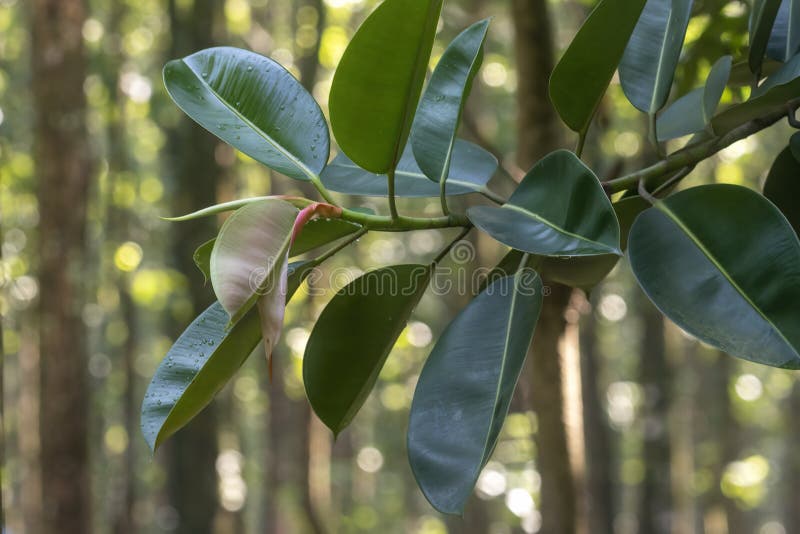 Rubber tree leaves stock photo. Image of leaves, wilderness - 231154100