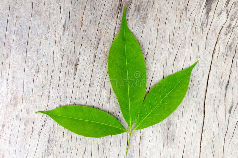 Rubber tree leaves stock image. Image of plant, nature - 135619205