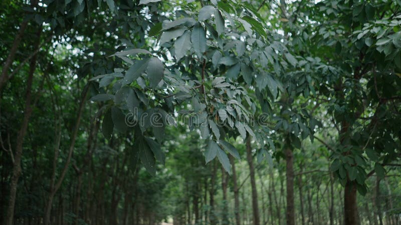 Rubber Tree Leaves Moved by the Wind in a Forest Full of Trees in ...