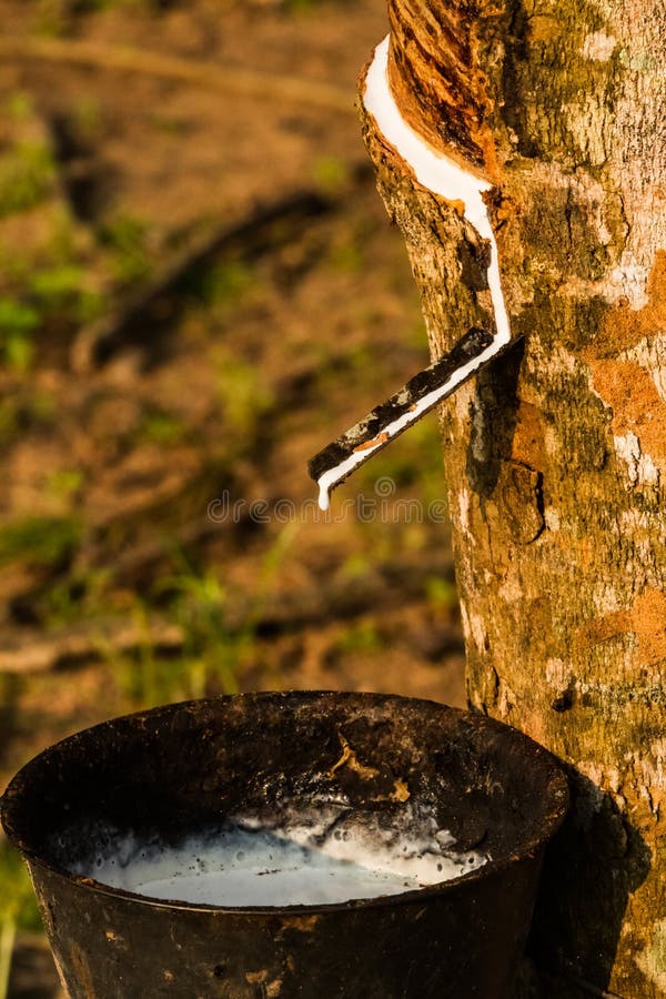 Tree Sap Liquid that Comes Out of the Mango Tree Stock Image - Image of ...