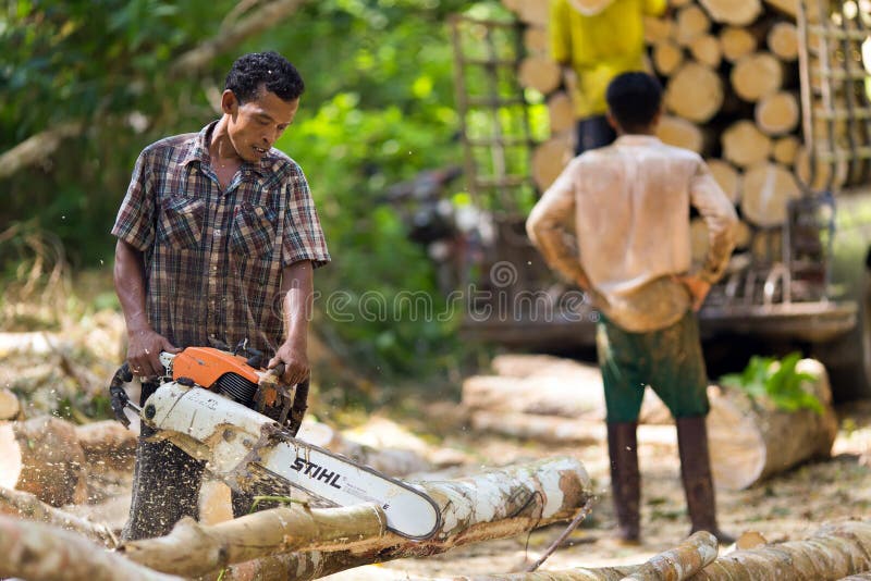 Rubber tree lumberjack editorial stock photo. Image of stacked - 67280888