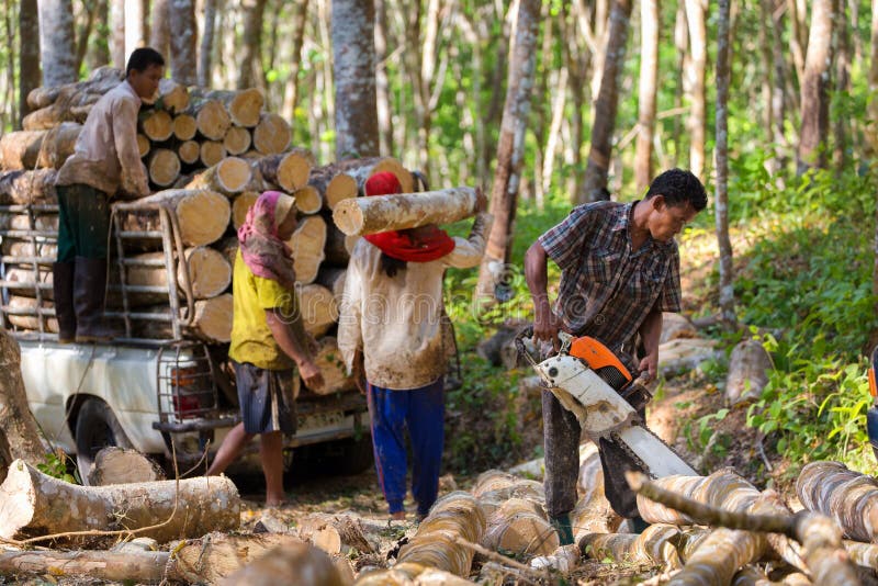 Asian Lumberjack Trimming a Fir Tree Log with a Chainsaw Stock Image ...