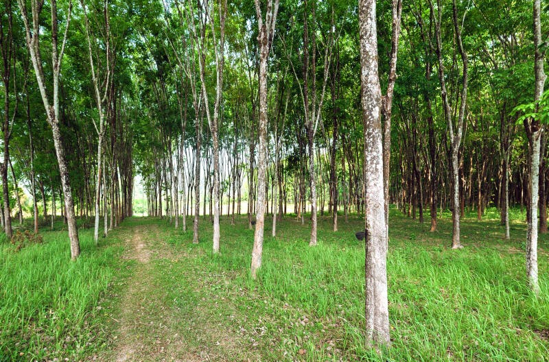 Rubber Tree Natural Latex Extraction Stock Photo - Image of elastic ...