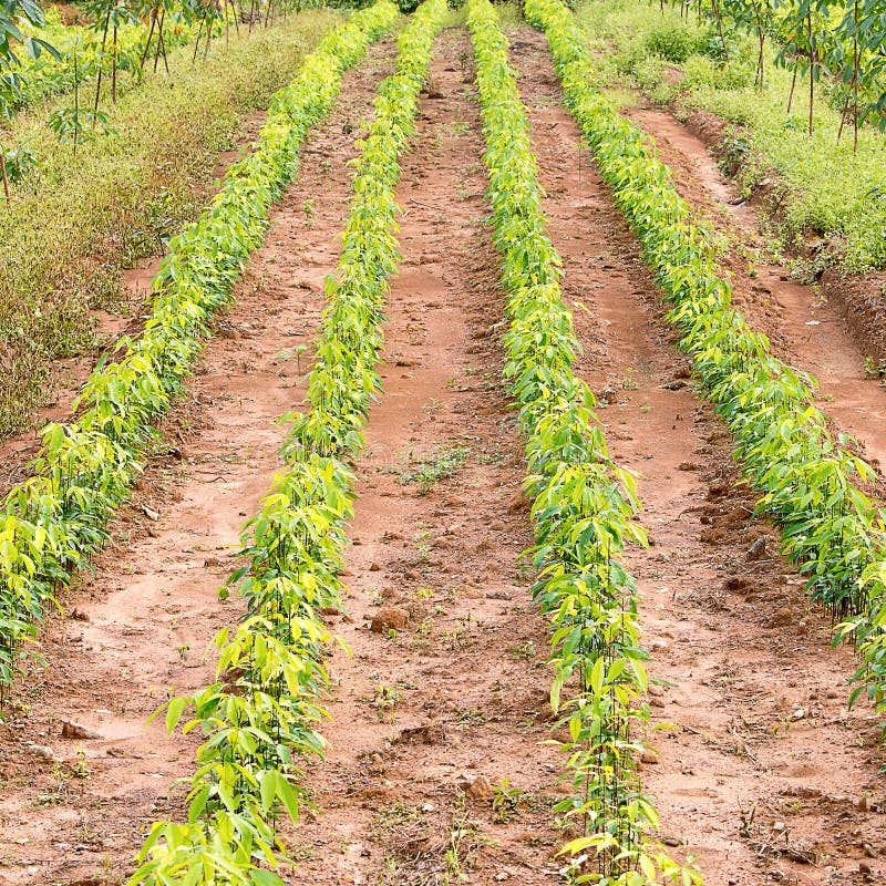 Rubber tree nursery area stock image. Image of agriculture - 46816311