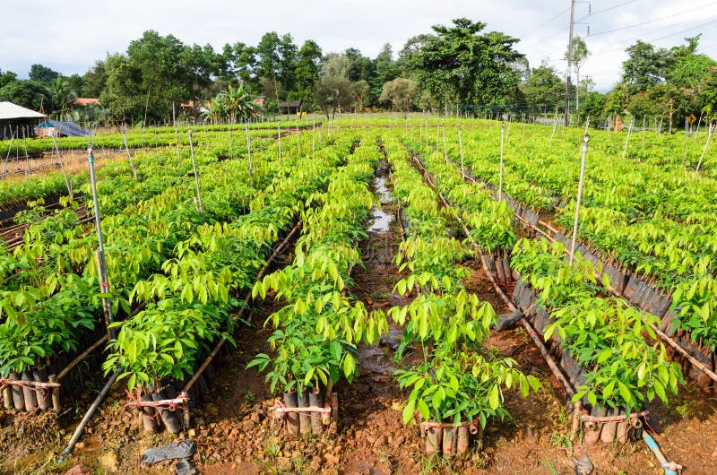Rubber tree nursery stock image. Image of thailand, forest - 33662289