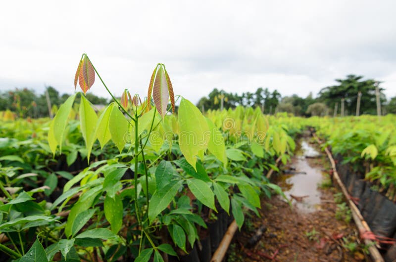 Rubber tree nursery stock image. Image of nature, shadow - 36514329