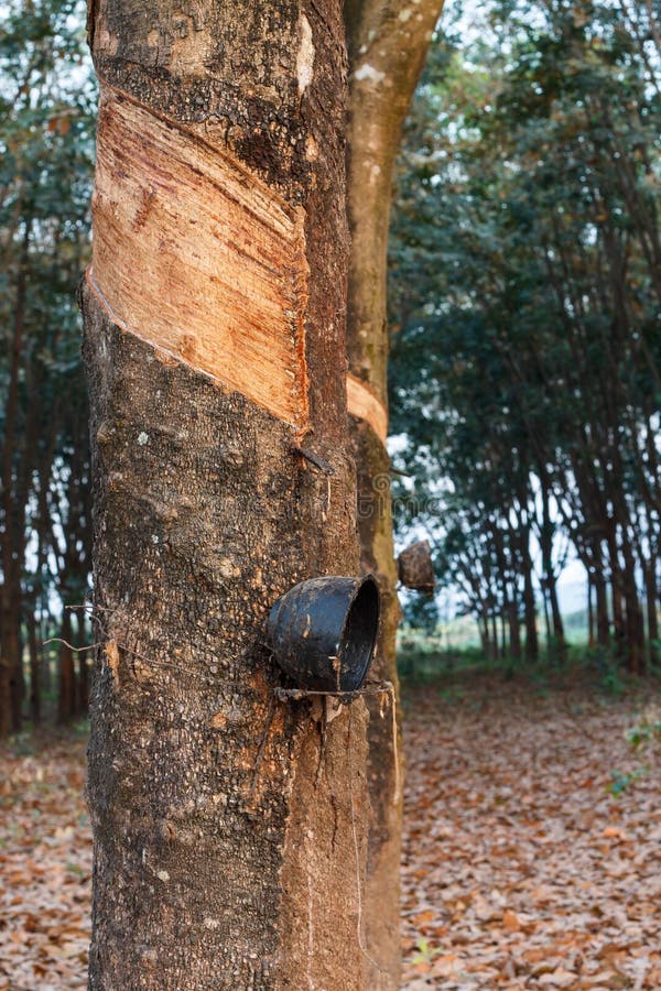 Rubber tree para stock image. Image of black, tree, forest - 38503887