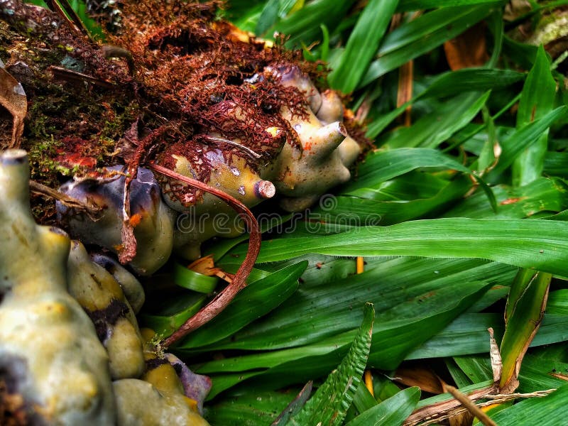A rubber tree parasite stock photo. Image of produce - 248446674