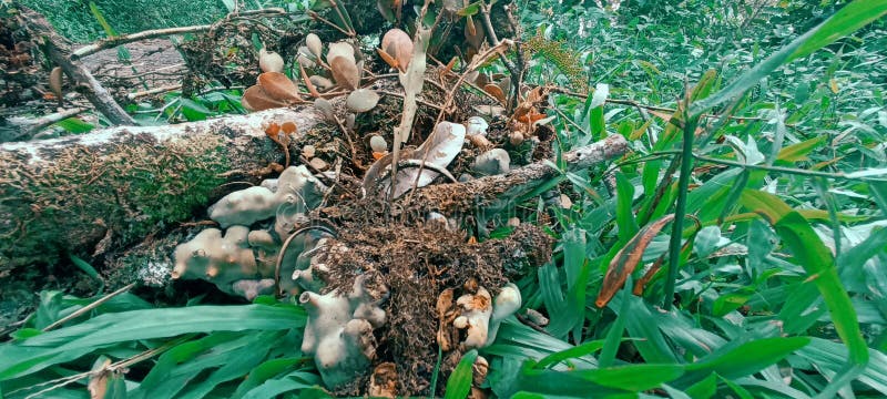 224 Parasite Yard Stock Photos - Free & Royalty-Free Stock Photos from ...