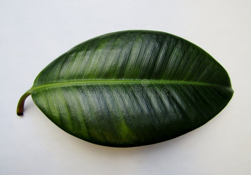 Rubber Tree Plant Leaf on White Background Stock Photo - Image of ...