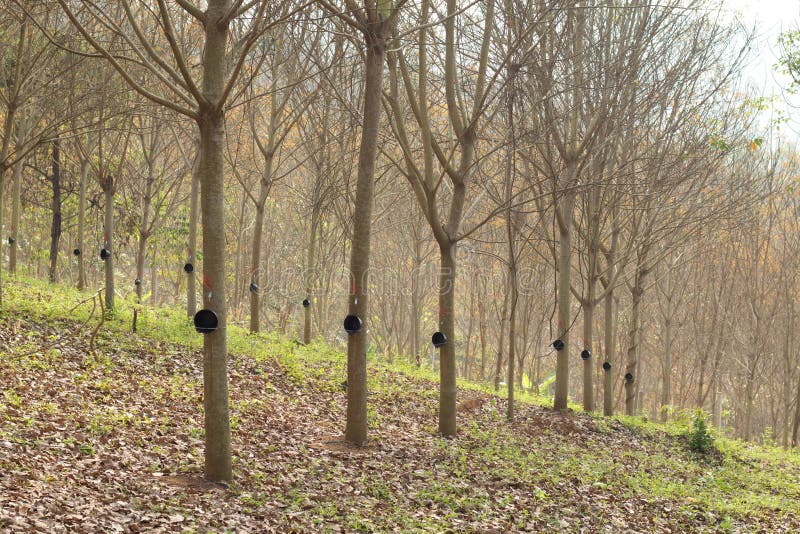 Rubber Tree Plantation in Autumn Stock Image - Image of fresh, material ...